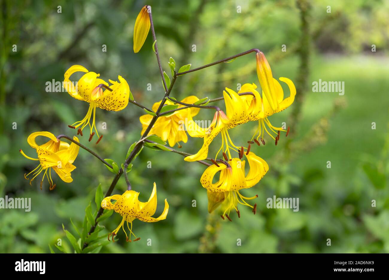 Turkish Lily (Lilium martagon Stock Photo - Alamy