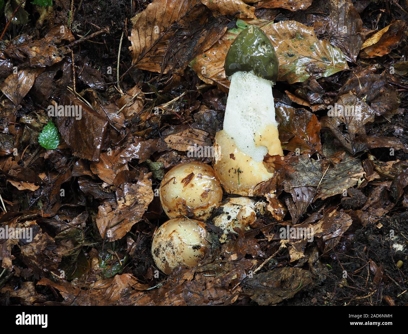 Common stinkhorn and witch's eggs Stock Photo - Alamy