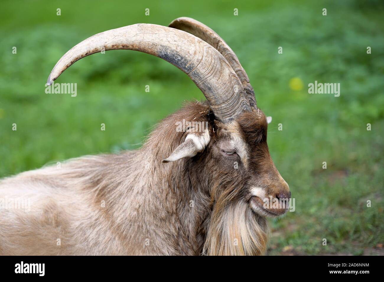 Thuringian Forest Goat Stock Photo - Alamy