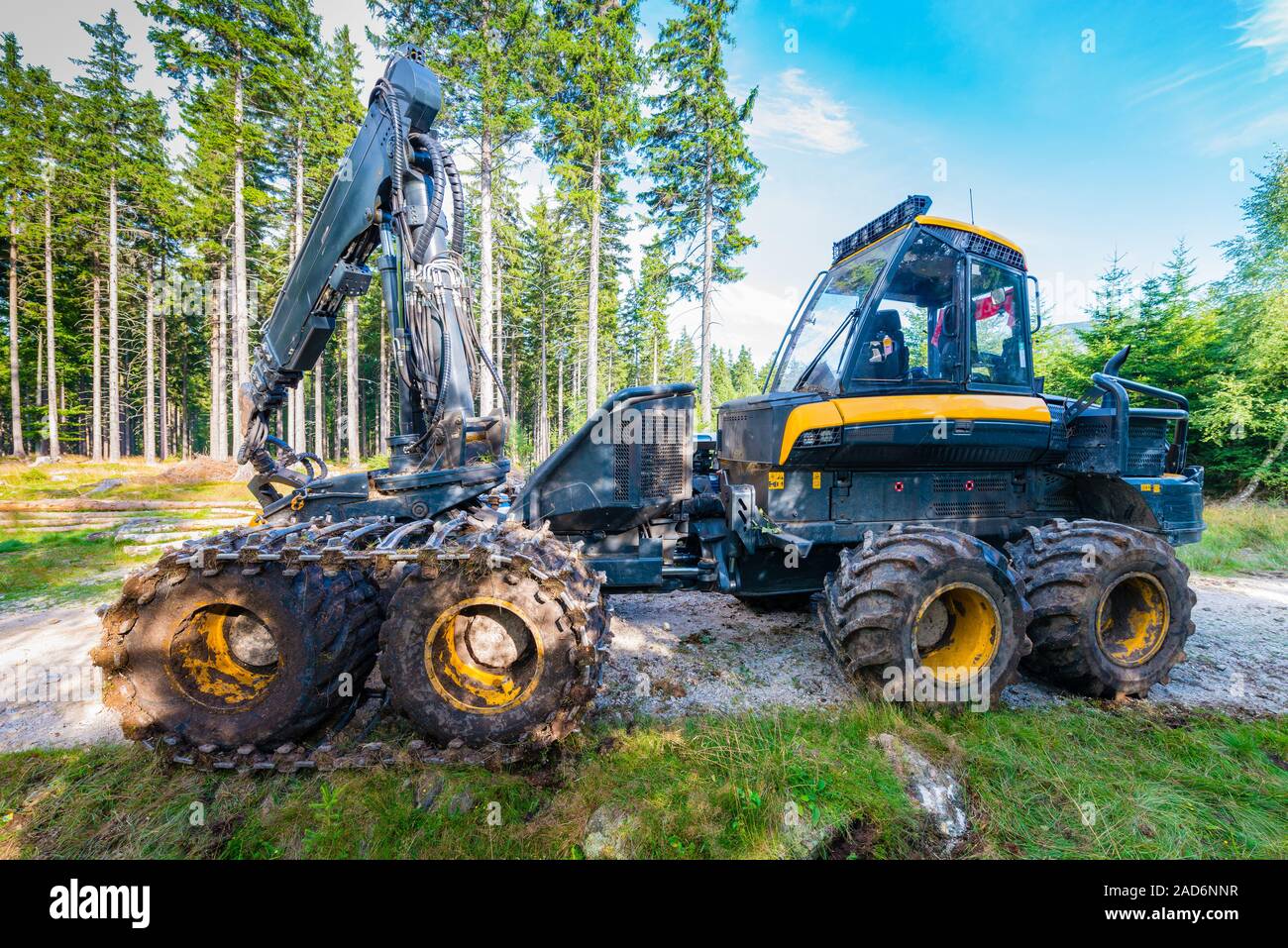 Forest cutting. Timber harvester. Forest cutting with the help of a ...