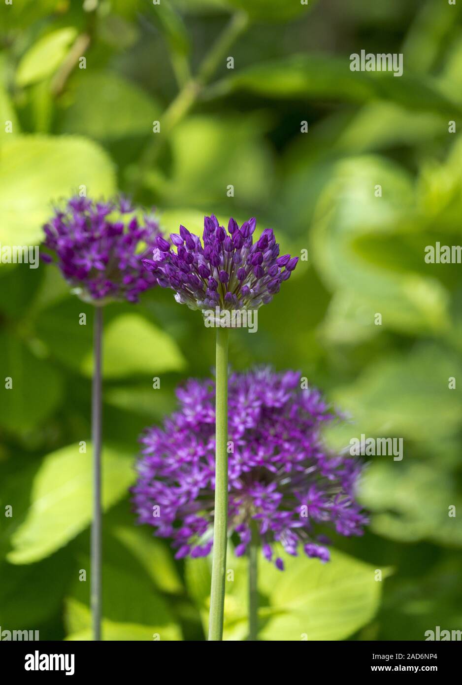 buds ornamental garlic (Allium sp Stock Photo - Alamy