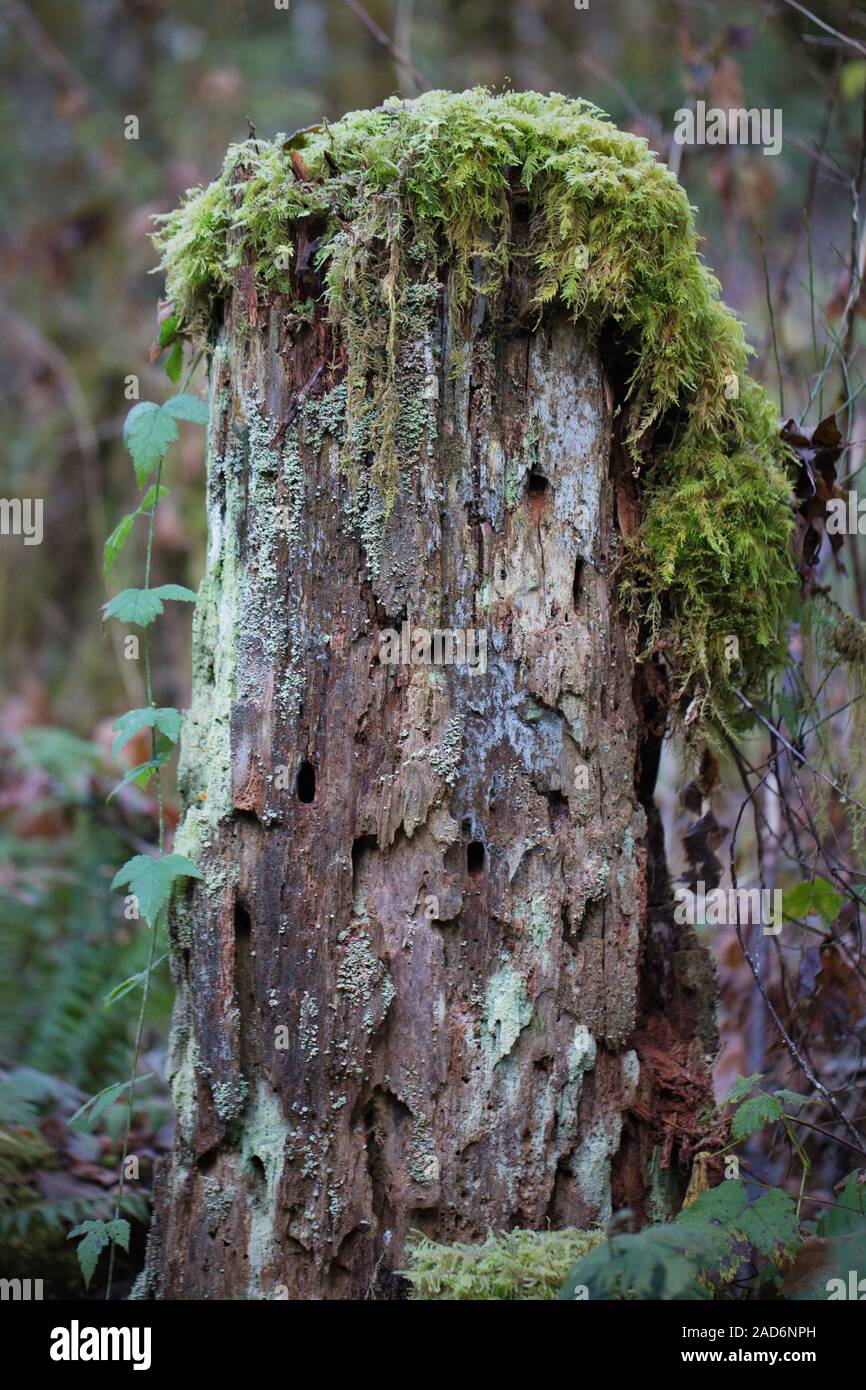 A tree stump in a forest in Oregon that is covered with moss, lichen ...