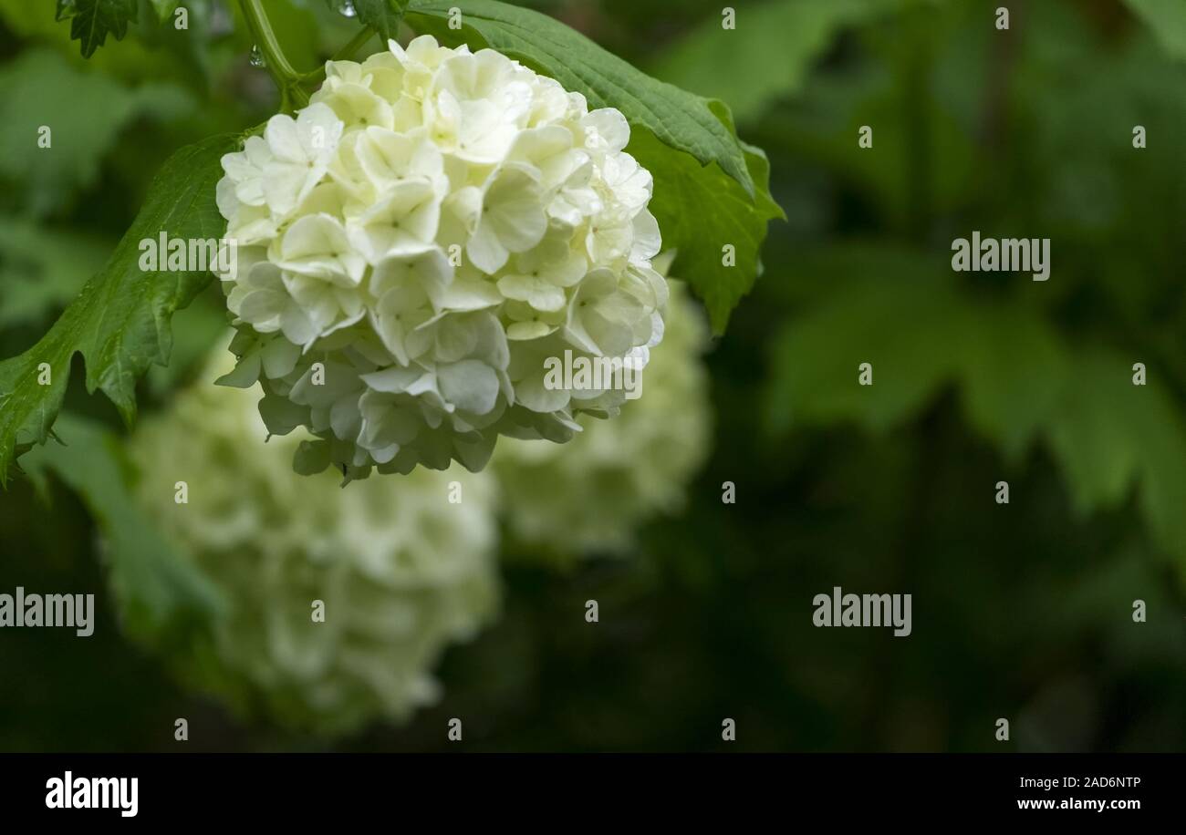 Common snowball (Viburnum opulus Stock Photo - Alamy