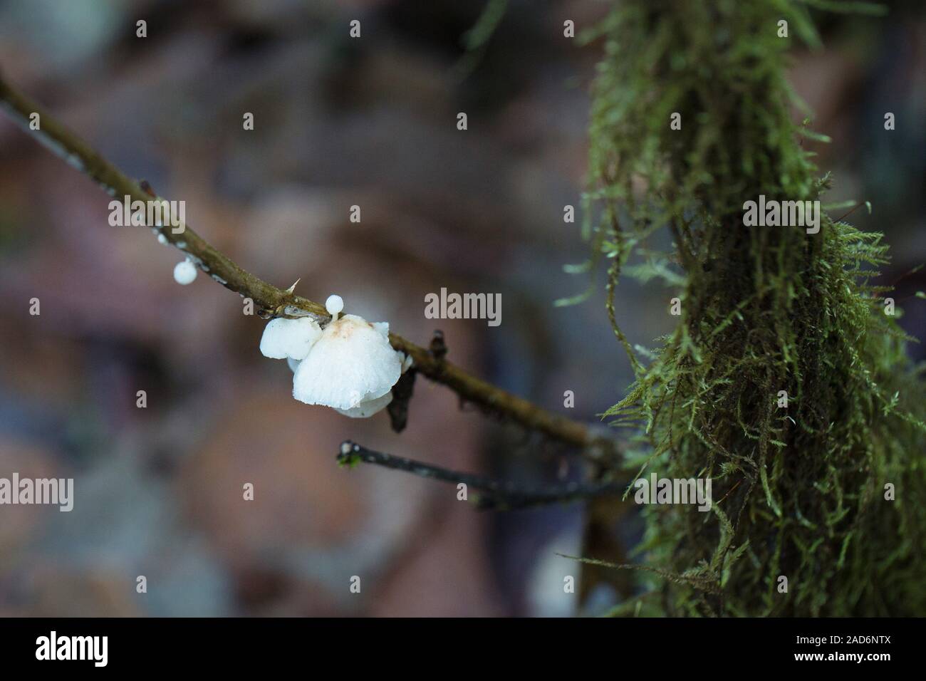 White fungi hi-res stock photography and images - Alamy