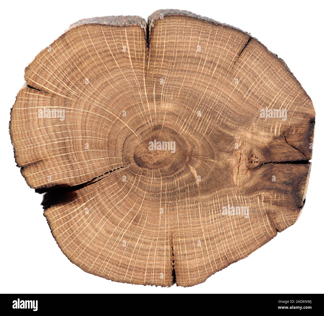 Cracked tree detail Cut Out Stock Images & Pictures - Alamy