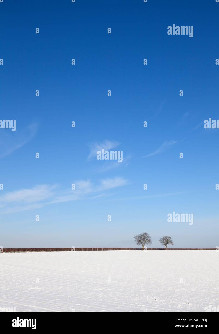 Snow-covered field with walnut trees Stock Photo - Alamy