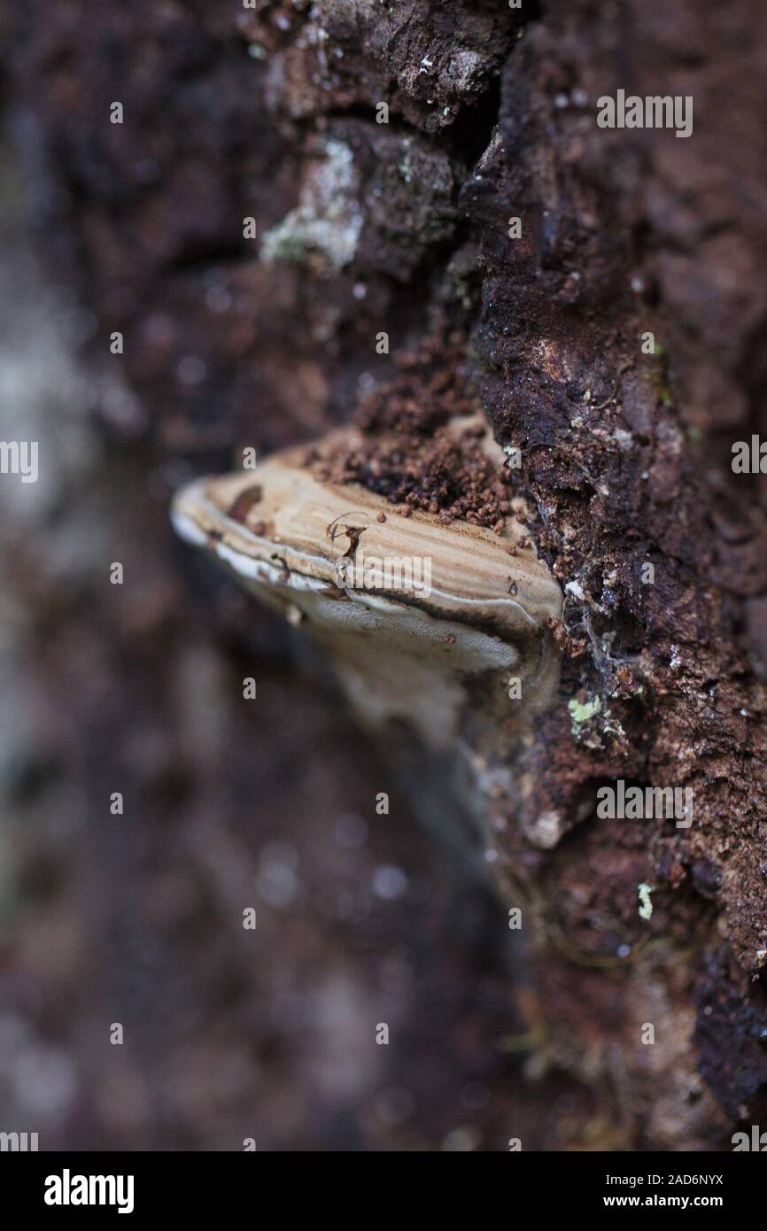 Shelf fungi on a tree in Oregon, USA Stock Photo - Alamy