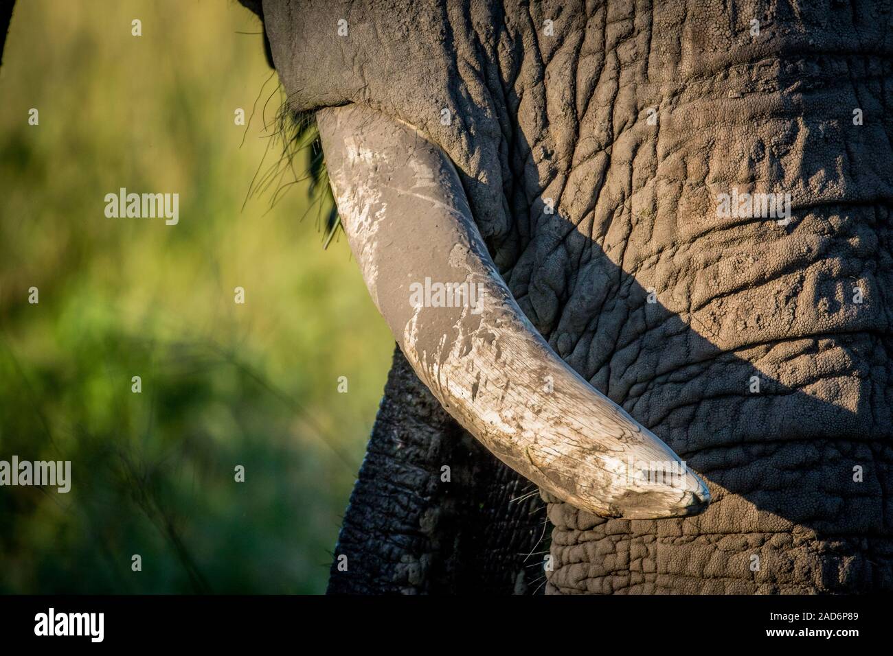 Close up of the tusks of an old Elephant bull Stock Photo - Alamy