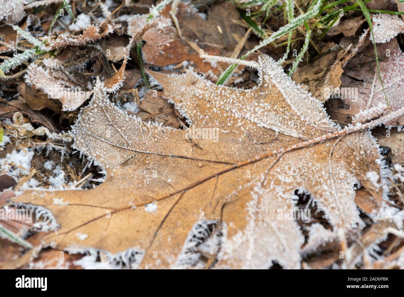 Dry leaf covered with autumn morning frost on the ground. Frozen Autumn ...