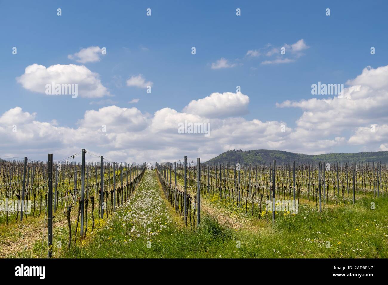 Spring in the vineyard Stock Photo - Alamy