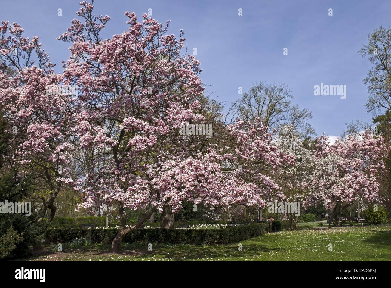 Magnolia trees hi-res stock photography and images - Alamy