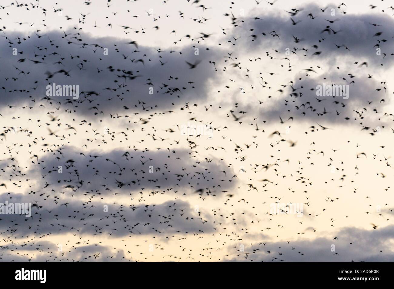 Happy family bird hi-res stock photography and images - Alamy