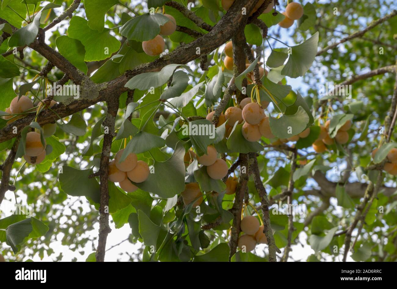 Fruits of the Ginkgo tree (Ginkgo biloba Stock Photo - Alamy