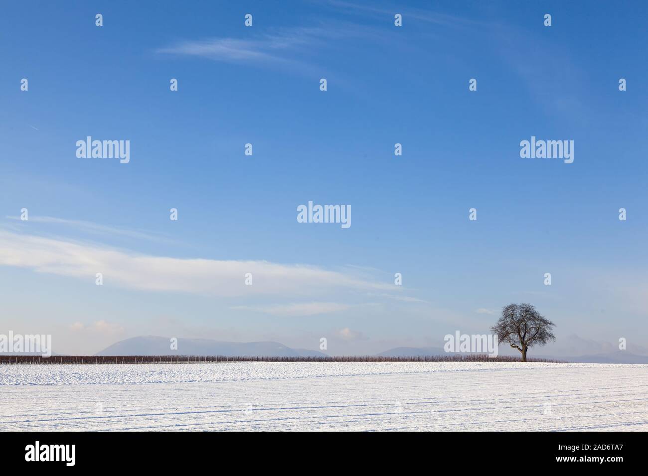 Snow covered walnut tree hi-res stock photography and images - Alamy