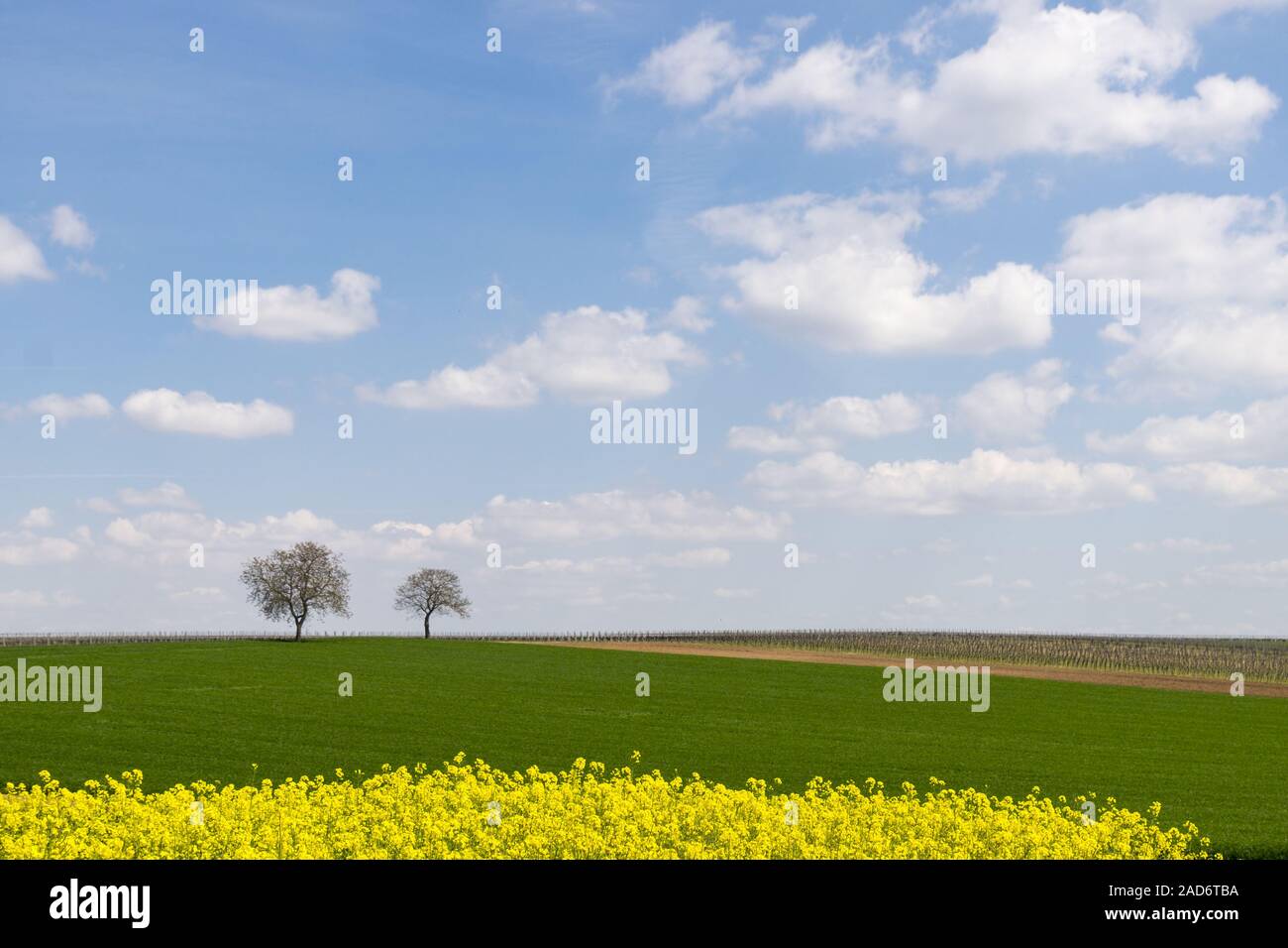 Landscape with walnut trees (Juglans regia Stock Photo - Alamy