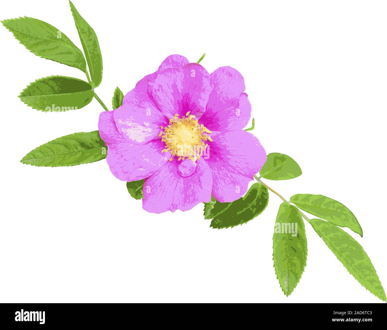 Wild rose isolated on white background. Vector illustration Stock ...