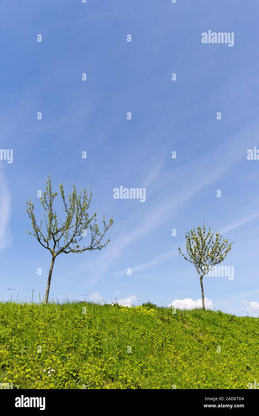 Two young fruit trees Stock Photo - Alamy