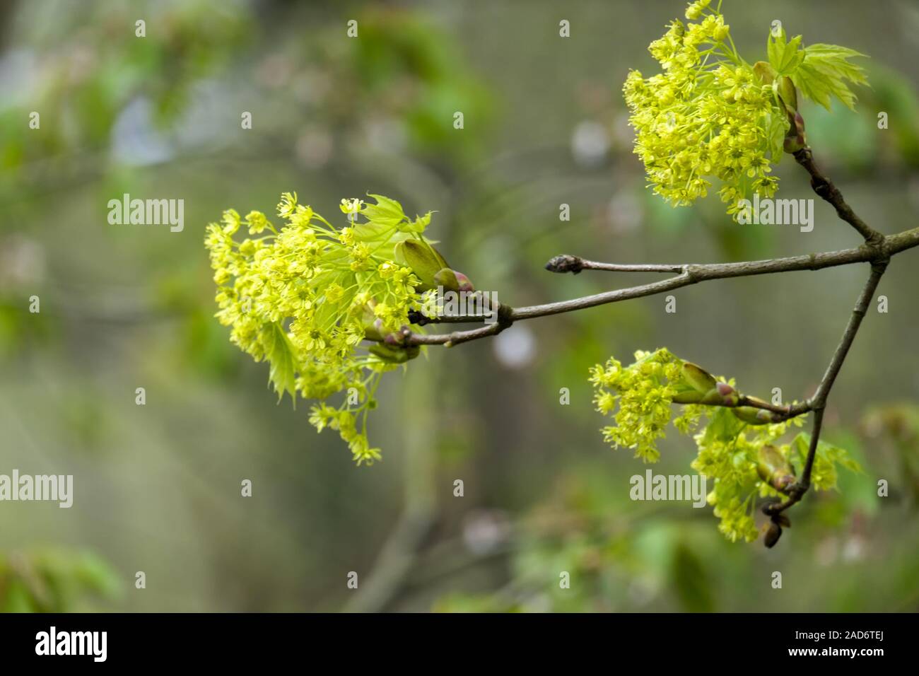 flower of the Norway maple Stock Photo - Alamy