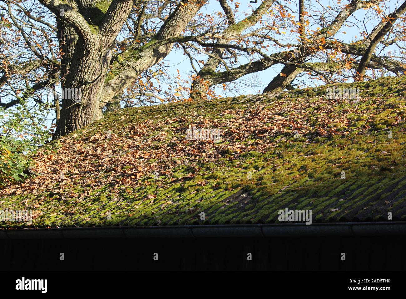 Roof with moss Stock Photo - Alamy