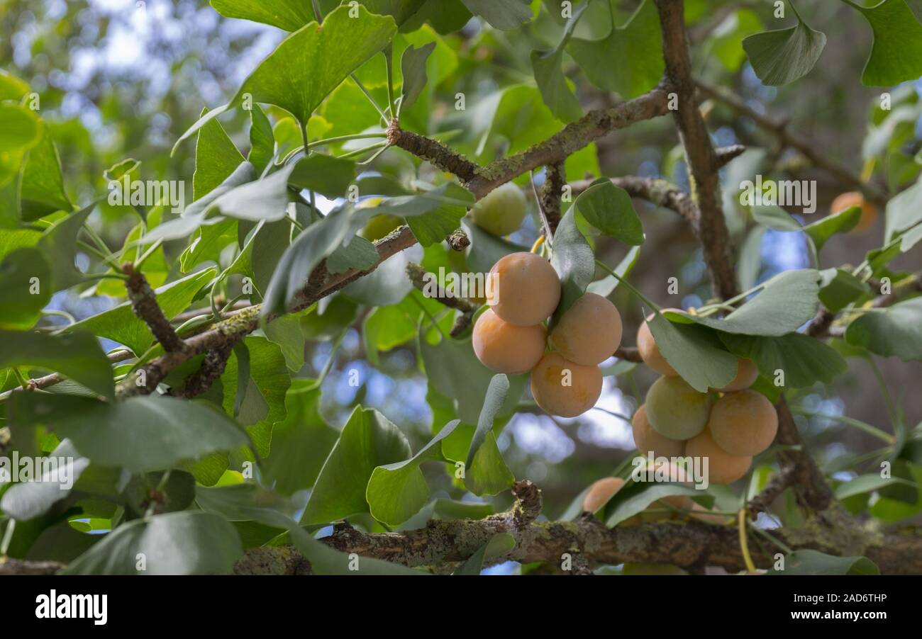 Fruits of the Ginkgo tree (Ginkgo biloba Stock Photo - Alamy