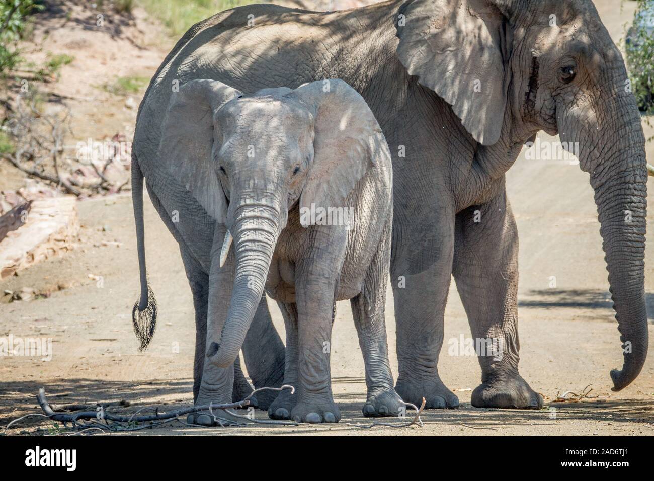 Tree shade animal hi-res stock photography and images - Alamy