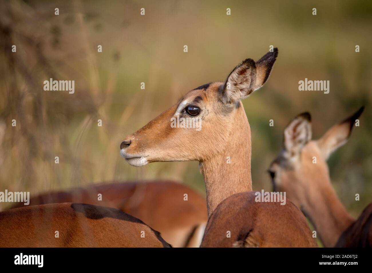 Profile of impala hi-res stock photography and images - Alamy