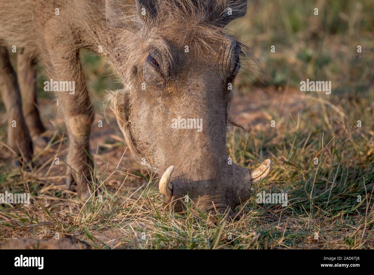 Pumba eating hi-res stock photography and images - Alamy