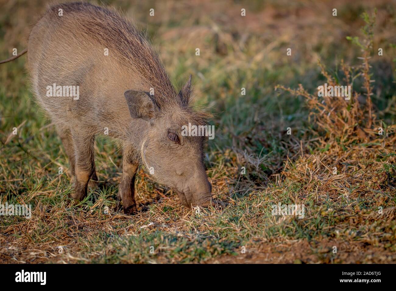 Warthog eating grass in Pilanesberg Stock Photo - Alamy