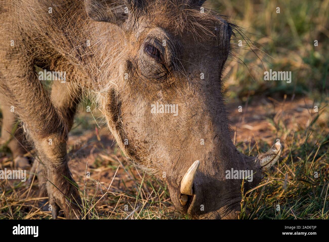 Warthog Eating High Resolution Stock Photography and Images - Alamy
