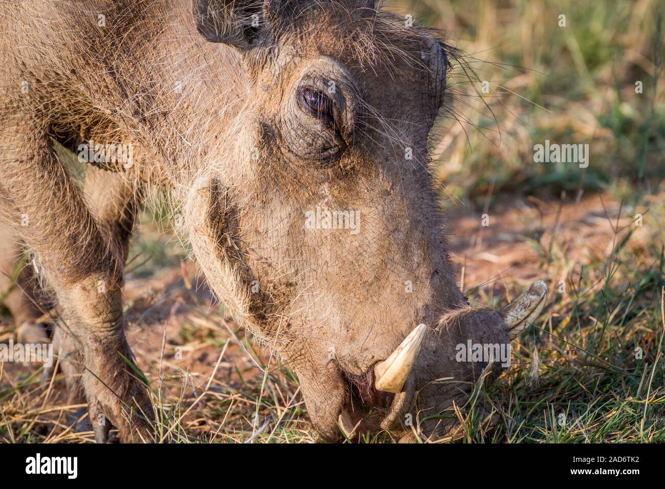 Warthog Eating High Resolution Stock Photography and Images - Alamy