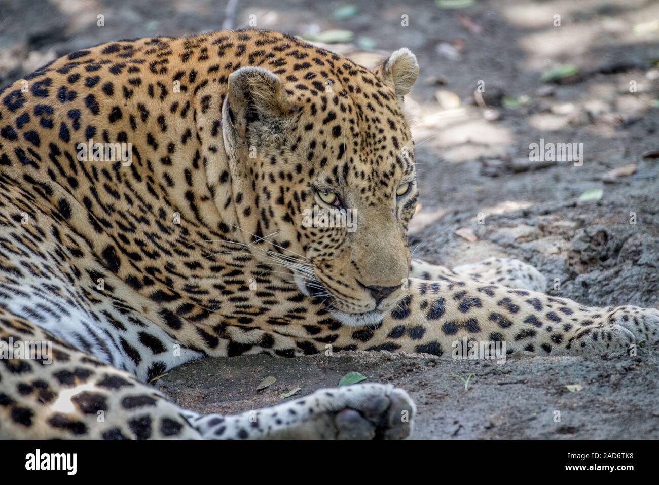 Big male Leopard laying down in Kruger Stock Photo - Alamy