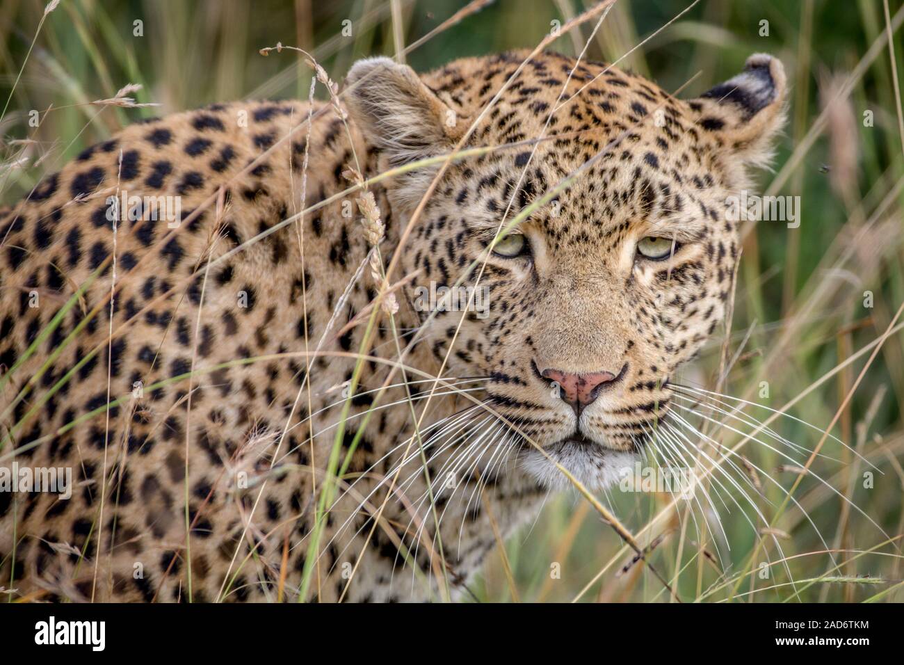 Leopard hiding in the high grasses Stock Photo - Alamy