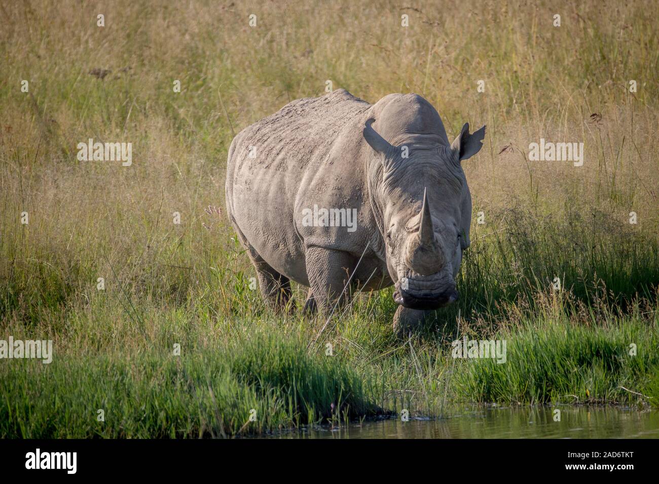 White rhino bull standing in the grass by the water Stock Photo - Alamy