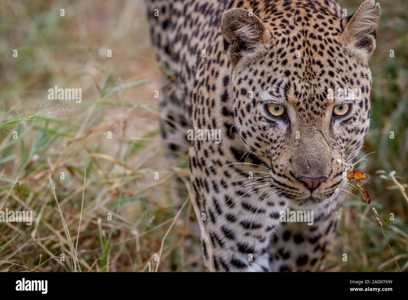 Leopard walking towards the camera Stock Photo - Alamy