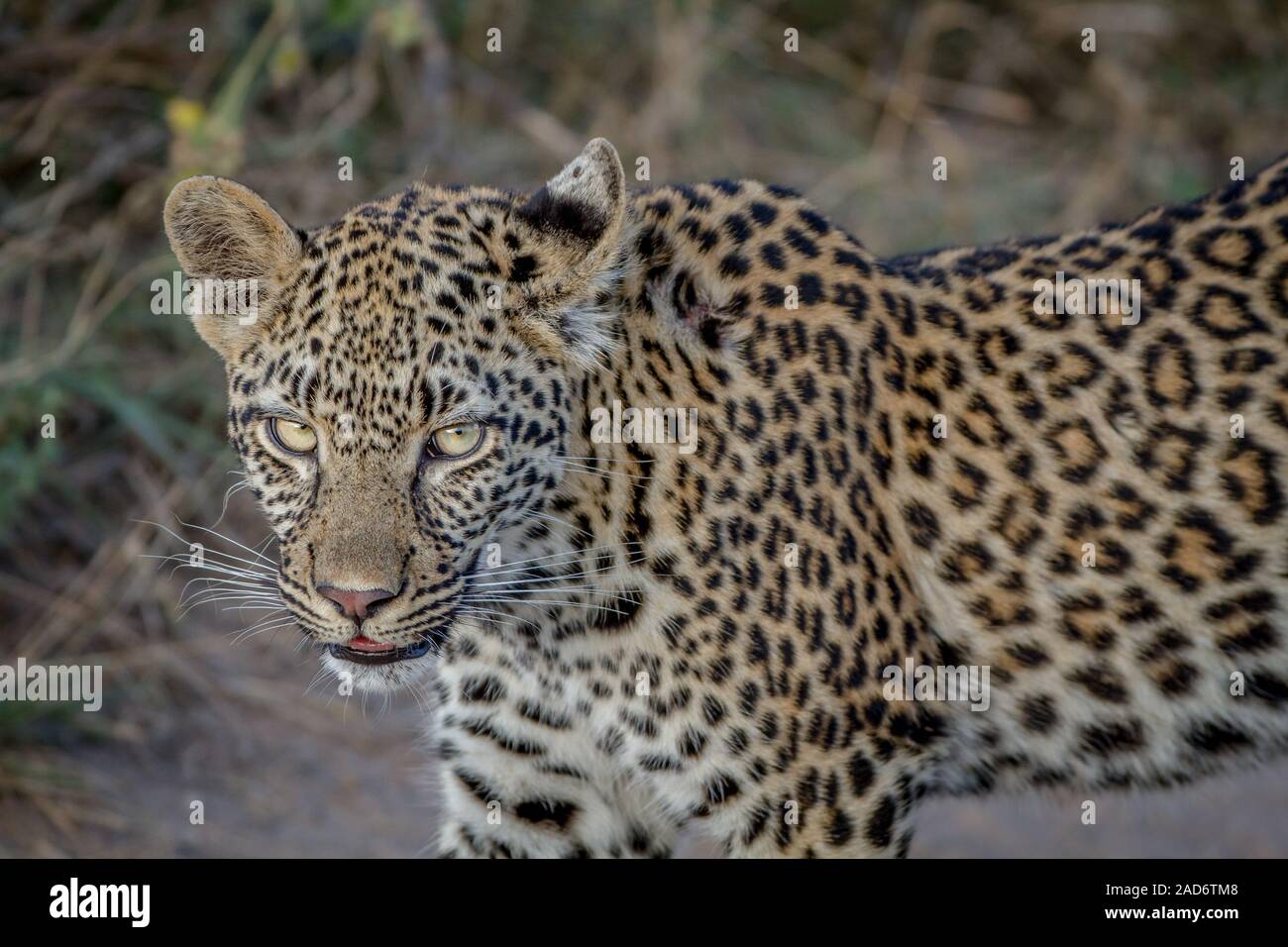 Side profile of a young Leopard Stock Photo - Alamy