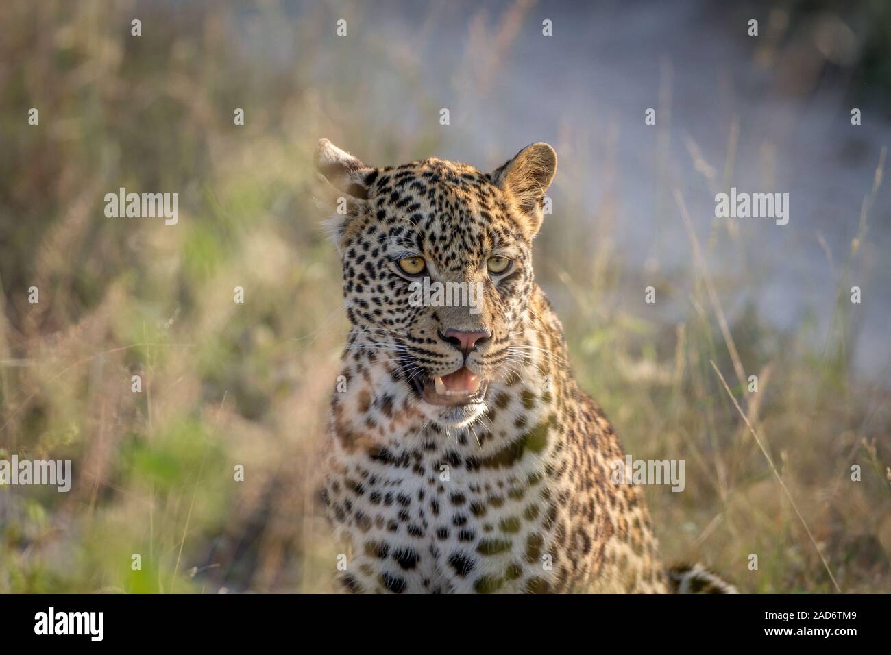 Young Leopard sitting and starring Stock Photo - Alamy