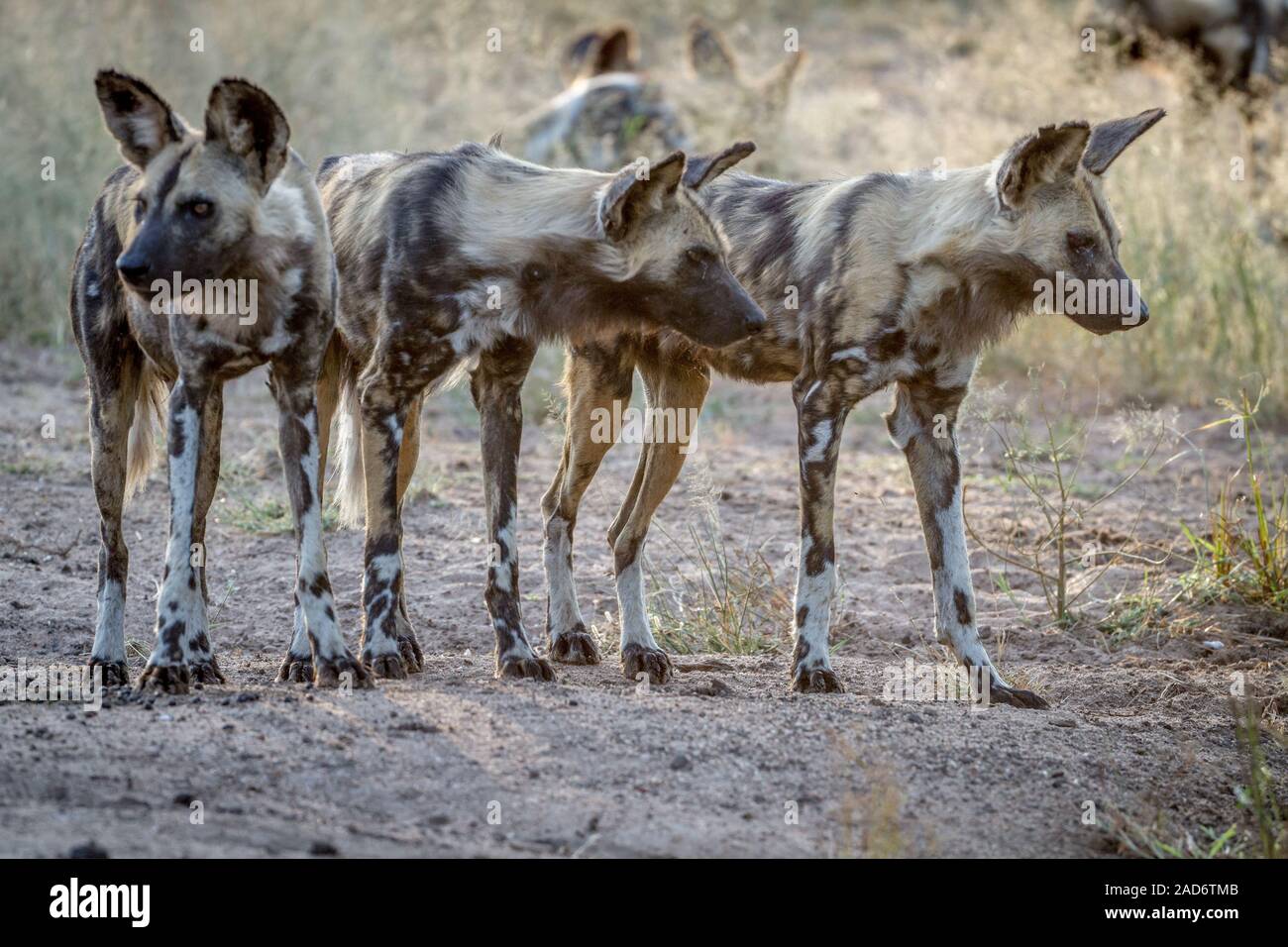 African wild dogs hi-res stock photography and images - Alamy