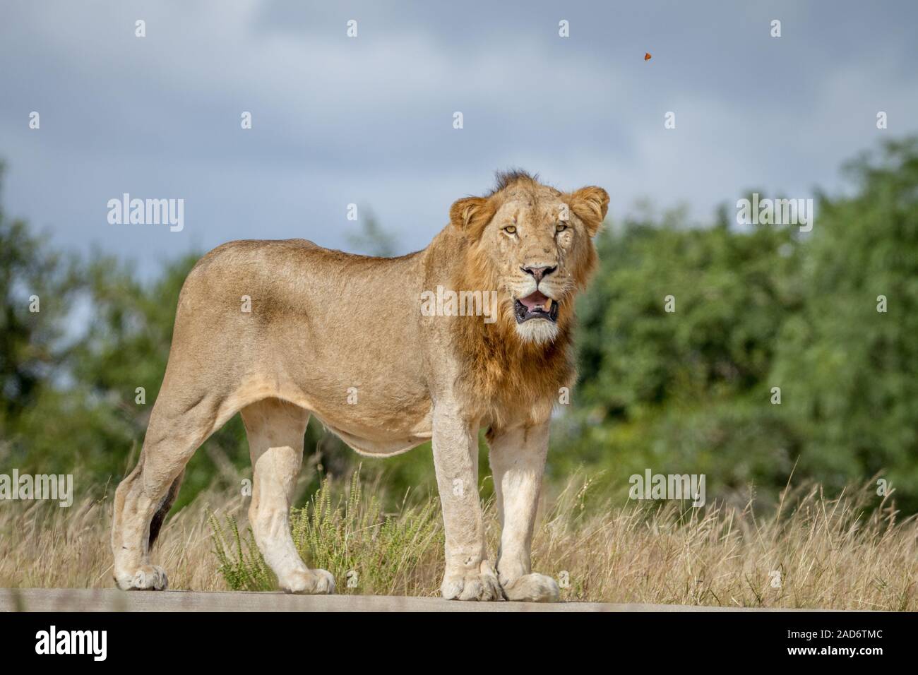 Lion standing hi-res stock photography and images - Alamy