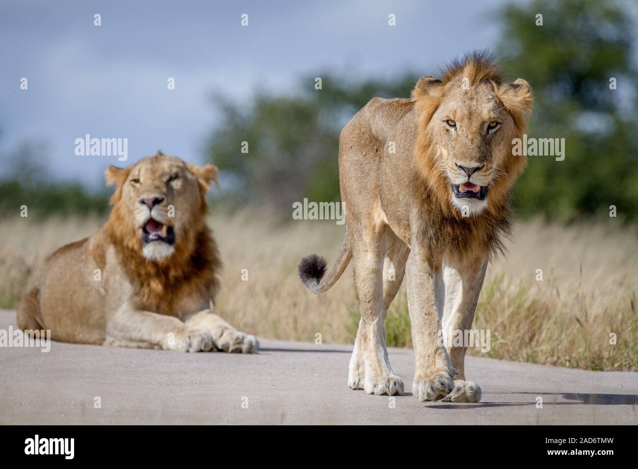 Two Lion brothers on the road Stock Photo - Alamy