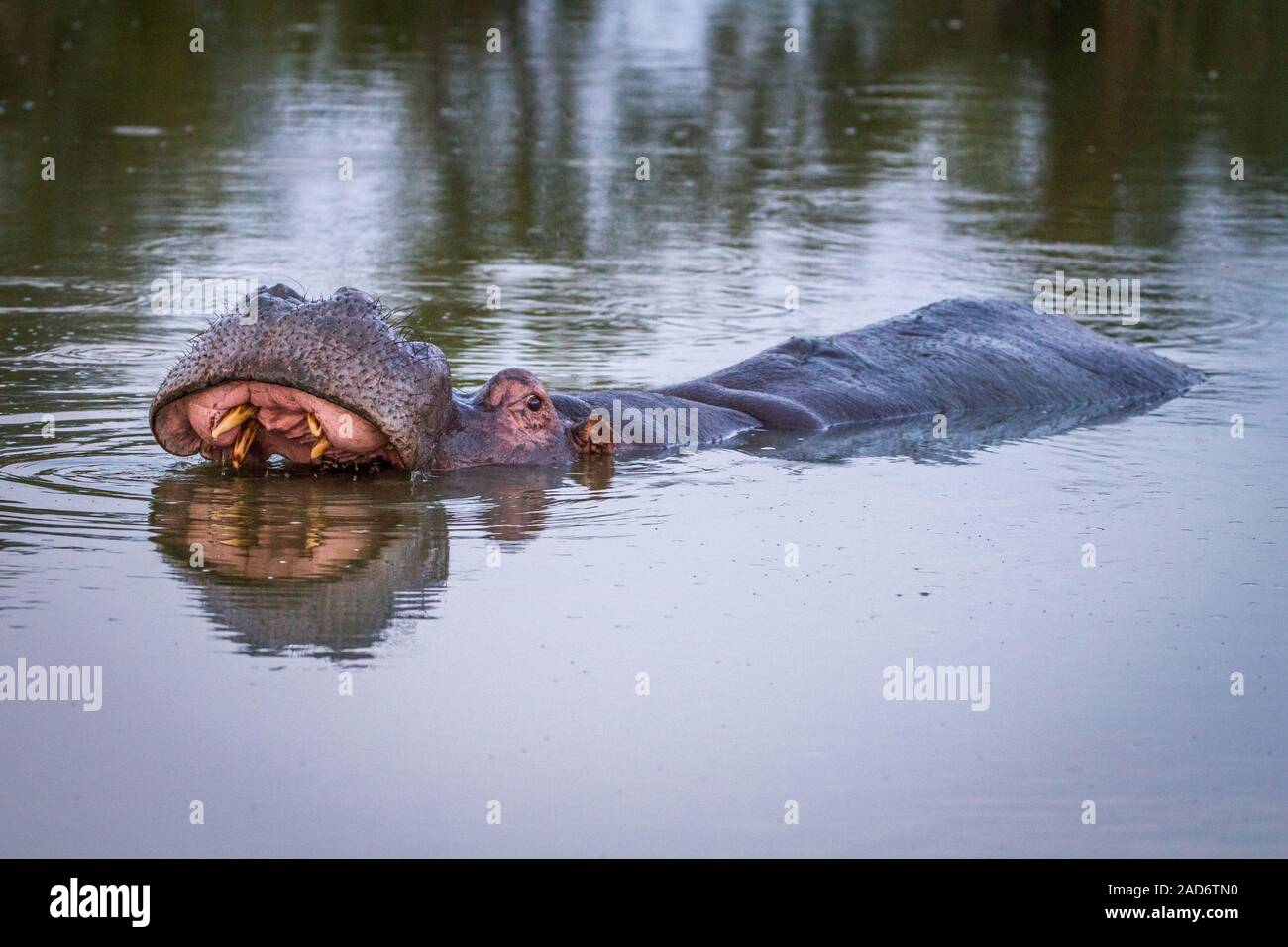Hippo standing in the water yawning Stock Photo - Alamy