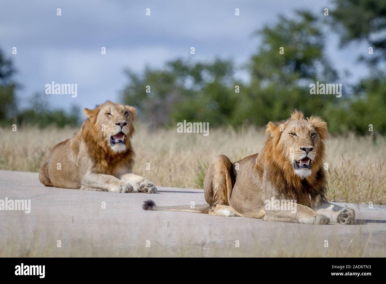 Two Lion brothers on the road Stock Photo - Alamy