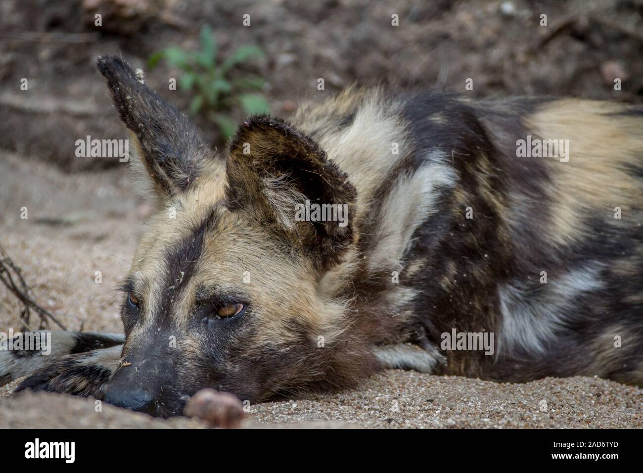Close up of an African wild dog Stock Photo - Alamy