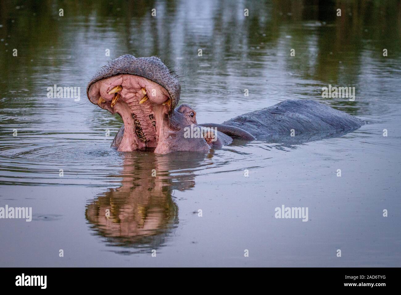 Hippo standing in the water yawning Stock Photo - Alamy