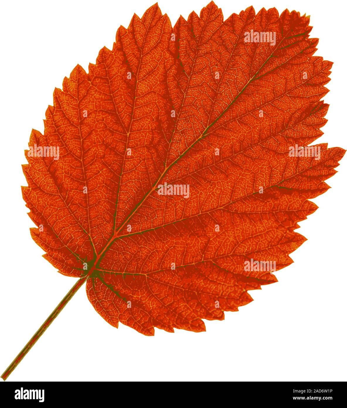 Autumn leaf on white background. Vector illustration Stock Vector Image ...