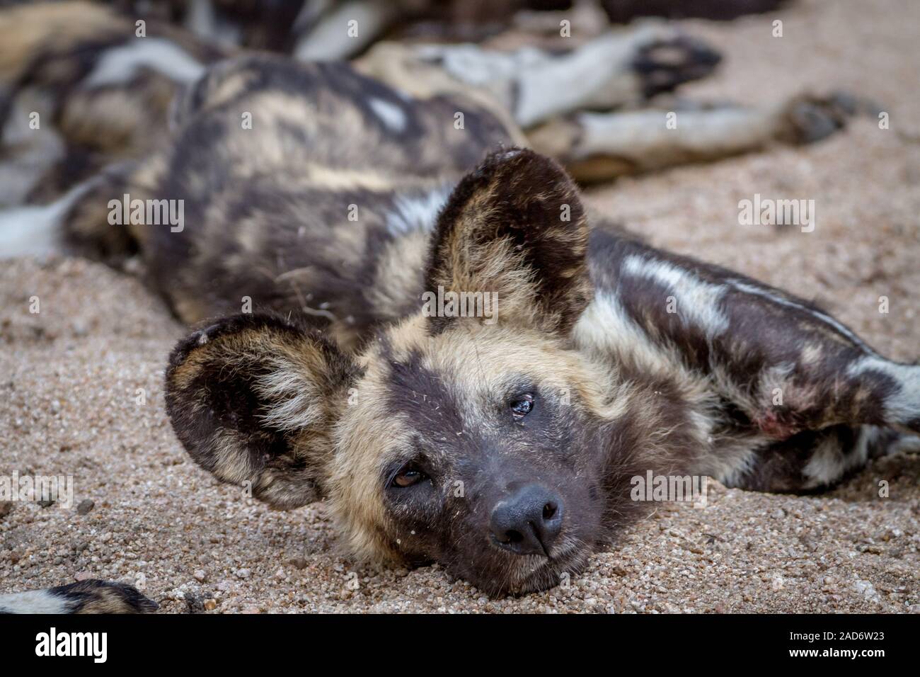 Dog laying in sand hi-res stock photography and images - Alamy