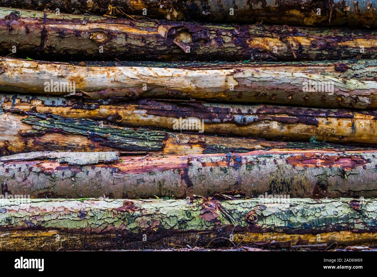 pattern of tree trunks, wood logs with bark, Deforestation and nature ...