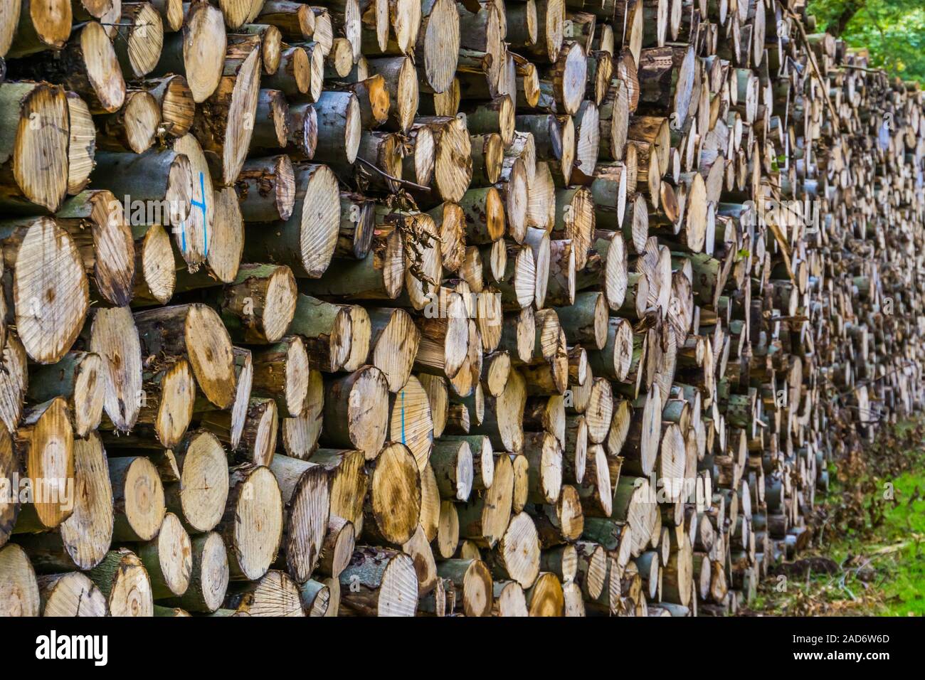massive pile of wood logs, tree trunk pattern background Stock Photo ...
