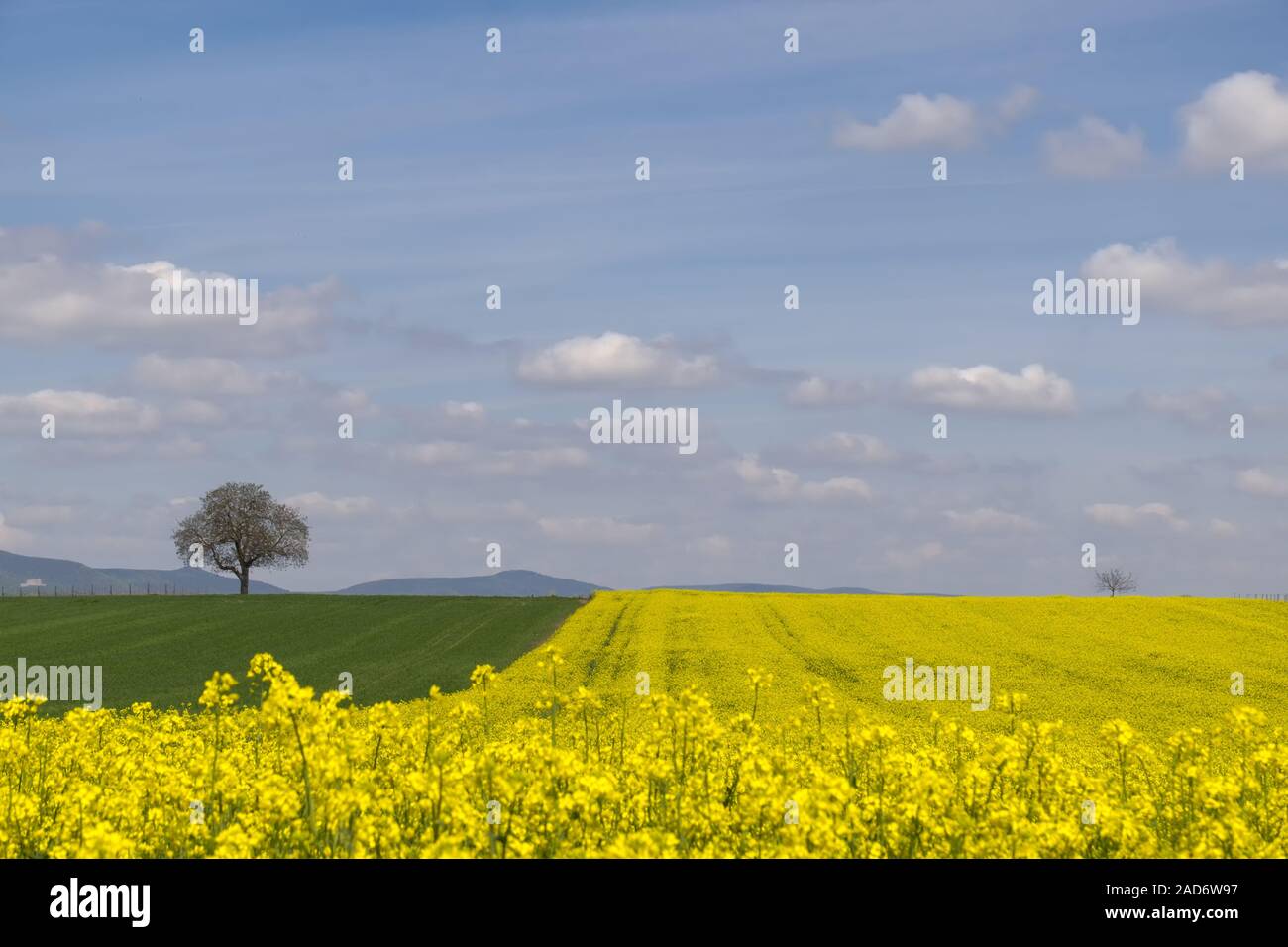 Landscape with walnut tree Stock Photo - Alamy