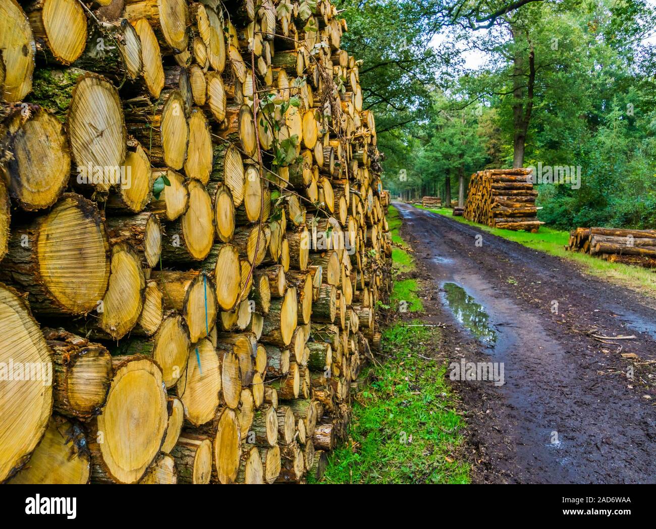 closeup of wood log stack with a muddy forest road in the liesbos of ...