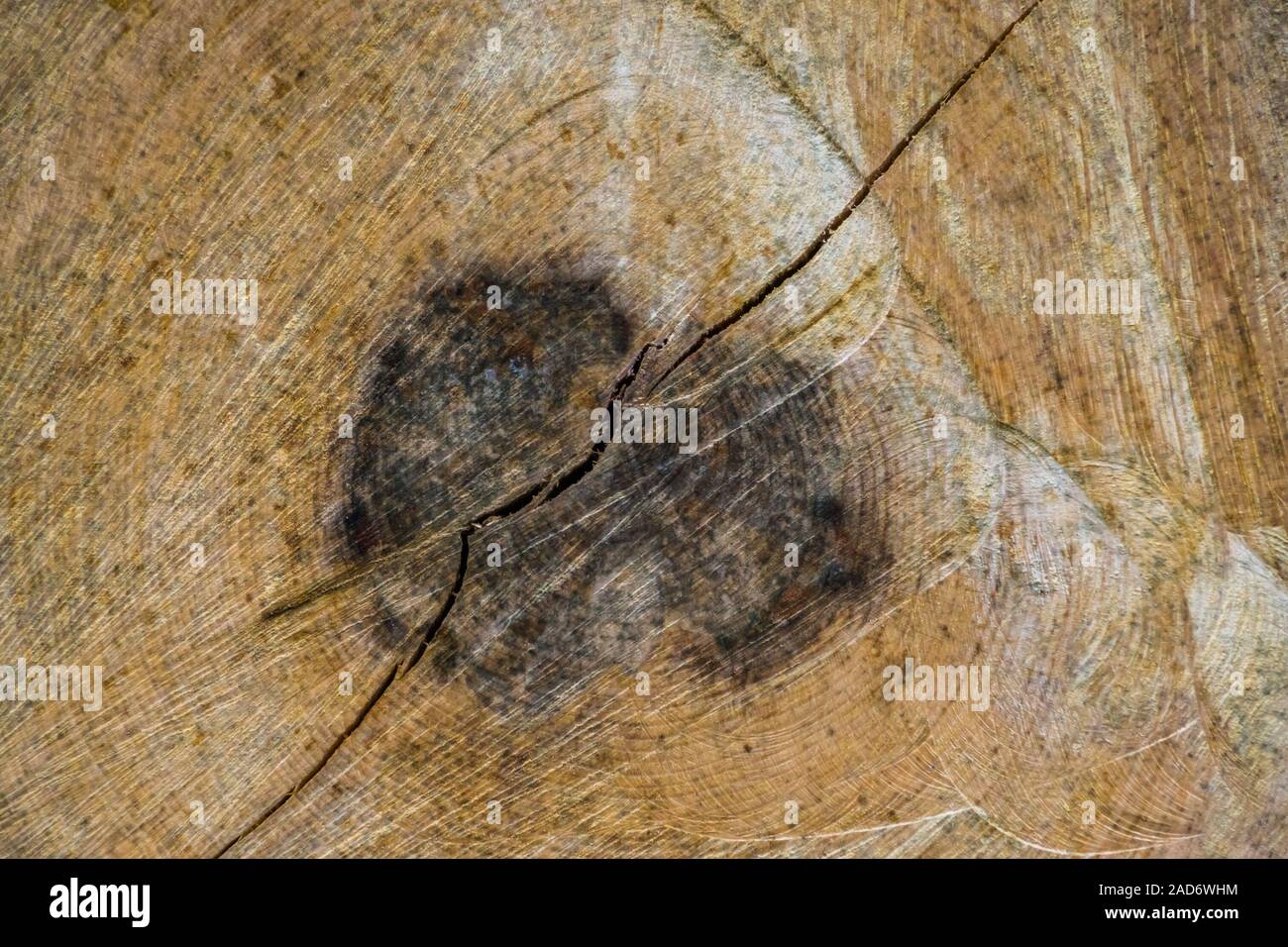 pattern of a fresh cut tree trunk, annual rings and crack, wood pattern ...